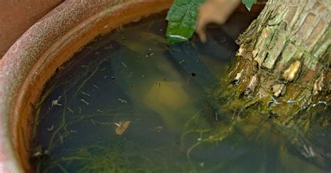 ボウフラは身近なもので駆除できる？ そもそも発生させない対策も紹介 となりのカインズさん