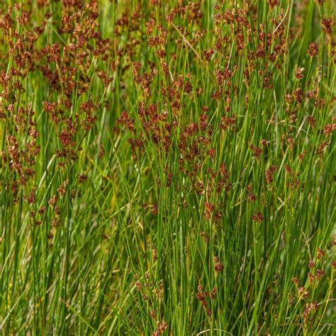 Common Rush Juncus Effusus