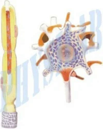 Neuron Model At ₹ 3000piece Panchkula Id 2856265324262