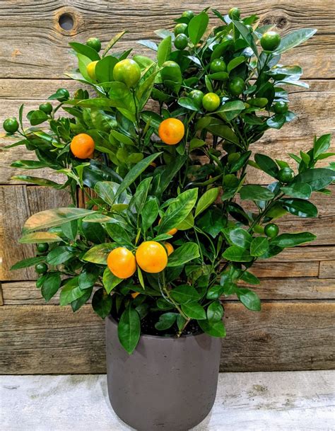 15 Indoor Fruit Trees You Can Grow In Your Home