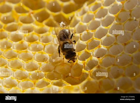 Beautiful Honeycomb With Bees Close Up A Swarm Of Bees Crawls Through