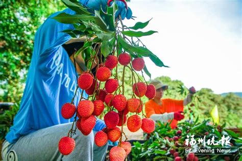连江举办“状元红”荔枝文化节掌上福州
