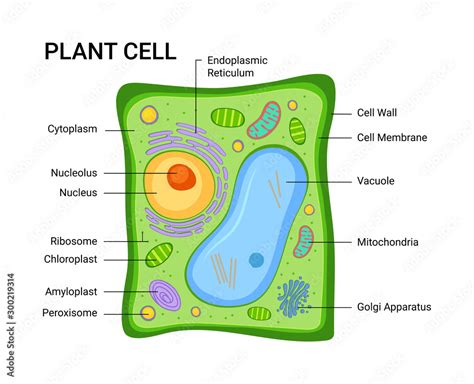 Endoplasmic Reticulum Plant Cell