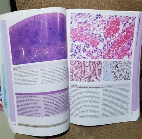 Wheaters Functional Histology A Text And Colour Atlas Buku And Alat