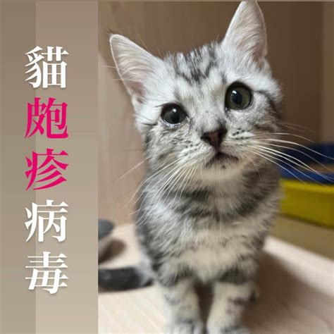 小林先生x東洋獸醫科 小林知識🌀貓皰疹病毒 ️ 基本介紹 貓皰疹病毒 的傳染力非常強大 主要會藉由