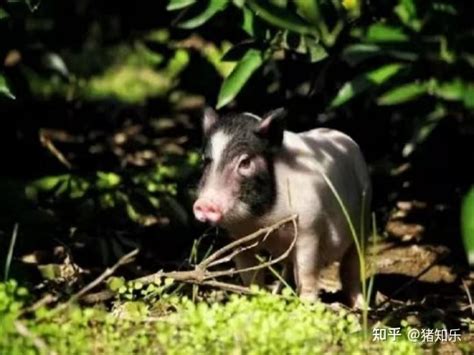 血泪十年！浅谈养猪人的“新”与“旧” 知乎