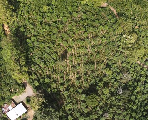 Costa Rica Exporta A Italia Sus Primeros Sacos De Café Libre De