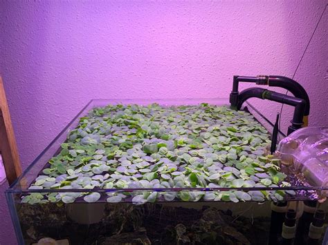Floating Plant Red Root Floaters Furniture And Home Living Gardening