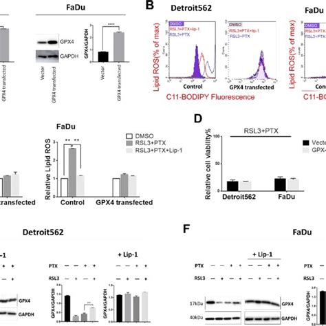 Ferroptosis Contributes To Low Concentration Ptx And Rsl3 Induced Download Scientific Diagram