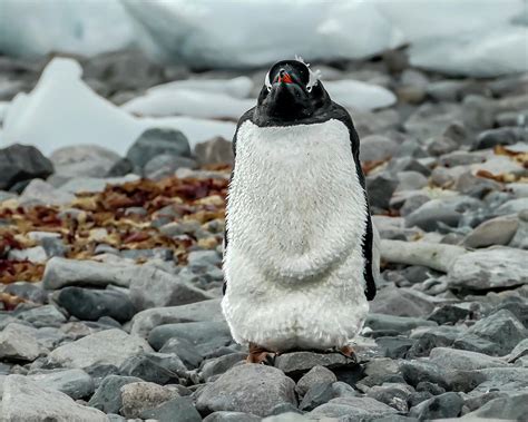 Grumpy Photograph By Gary Friedlander Fine Art America