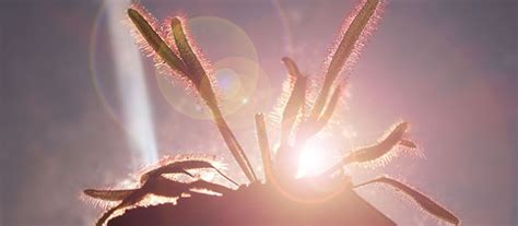 Carnivorous Plant Acclimation After Shipping Curious Plant