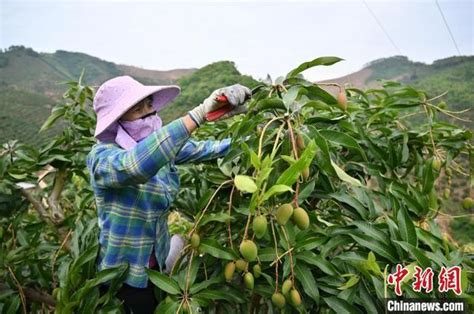 奮進新征程 建功新時代·老區新貌廣西百色特色農產品銷全國鏈東盟 老區民眾「錢途」廣 每日頭條