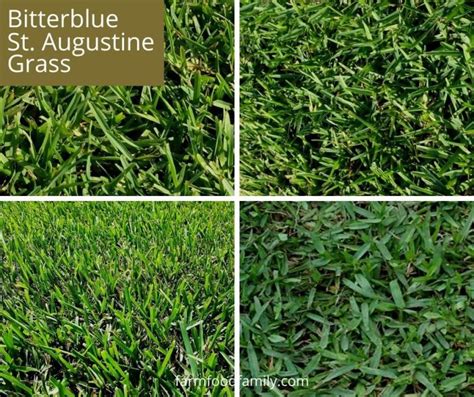 9 Types Of St Augustine Grass Growing And Care Guide With Pictures