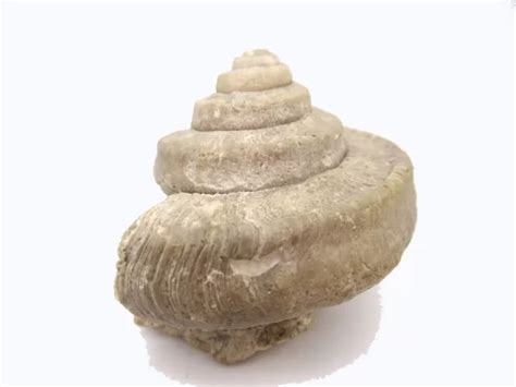 Euomphalus Latus Gastropod Iowa 1 Fossils For Sale