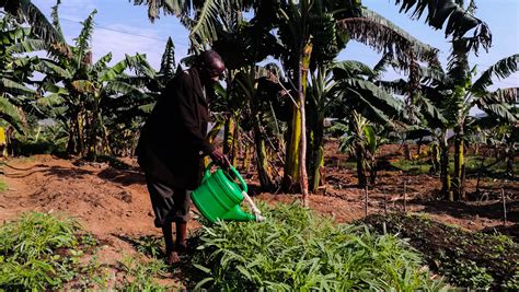 Burundi Irrigation traditionnelle remède à la flambée des prix des
