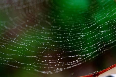 Premium Photo Beautiful Cobweb In The Sun With Dew Drops Close Up