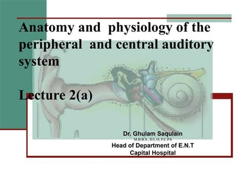 Anatomy And Physiology Of Hearing Vestibular System Function