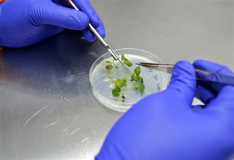 High Throughput Phenotyping Platform Advanced Plant Growth Centre