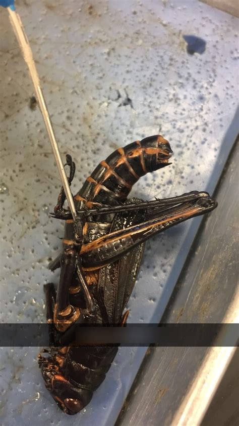 Ch 13 Grasshopper Leg Diagram Quizlet