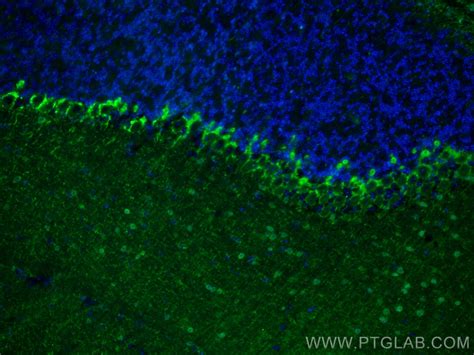Parvalbumin Antibody Cl488 29312 Proteintech