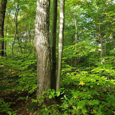 Trees Augmented 2 Object Detection Dataset By Andrey Markov