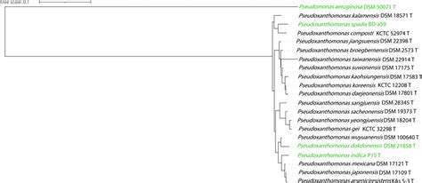 Phylogenetic Tree Construction With Maximum Likelihood Method Based On Download Scientific