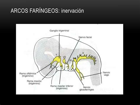 PPT DEPARTAMENTO DE CIENCIAS MORFOLÓGICAS PowerPoint Presentation