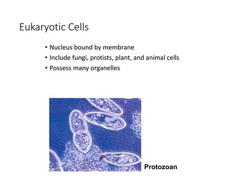 Cellfundamental Unit Of Life Class9 Ppt