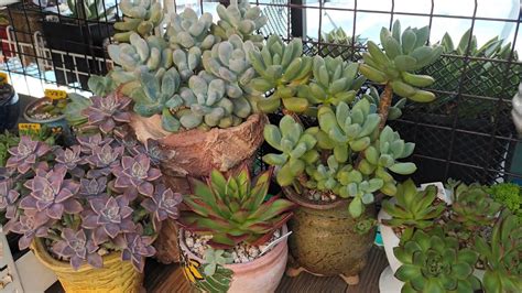 얼음땡하고 있는 옥상 다육이 ~무관심하게 놔둔비닐하우스 다육이들 다육식물 노지 초보 다육키우기 Succulents 多肉植物 たにくしょくぶつ Youtube