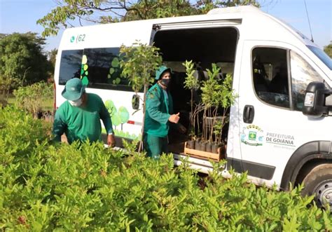 Prefeitura De Goiânia Oferece Plantio De Mudas De árvores Para