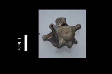 Fossilized Deer Vertebra 2 2023 Nc Fossil Fest Silent Auction