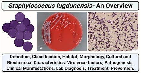 Pin On Microbiology