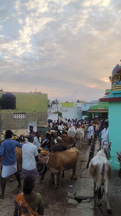 எங்க ஊருல மாடு விட்டாச்சு🥰 மாட்டு பொங்கல் Special Maattupongal