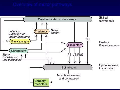 Brainstem Pathway Ppt