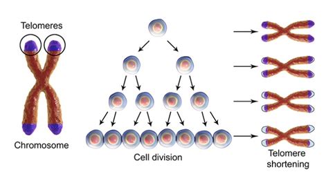 Dna Methylation Analysis Helps In Aging Research San Antonio News 360