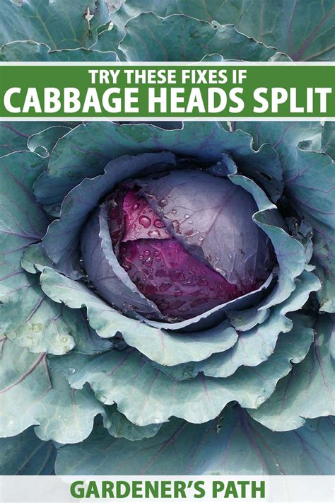 Why Do Cabbage Heads Split Gardeners Path
