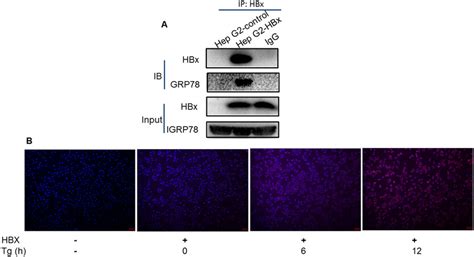 Direct Interaction Between Hbx And Grp78 A Protein Was Extracted