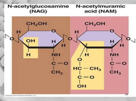 Beta Lactam Antibiotics Ppt