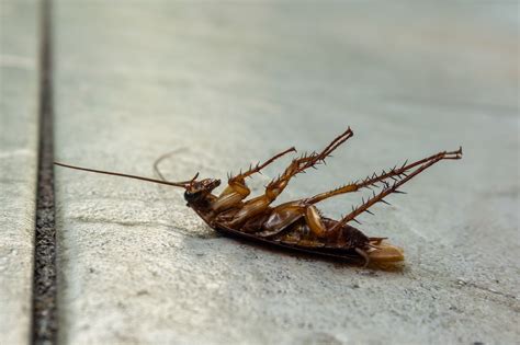 Nycs Most Cockroach Infested Homes Are In This Area