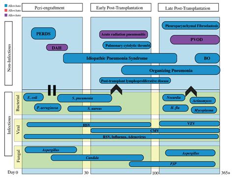 Jcm Free Full Text Pulmonary Complications In Hematopoietic Stem
