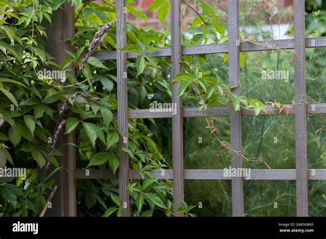 Garden Trellis Hi Res Stock Photography And Images Alamy