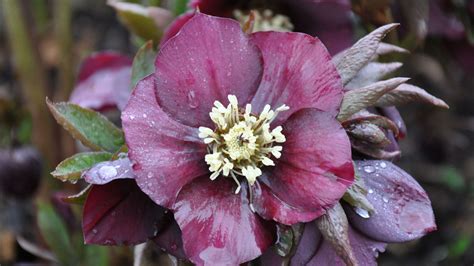 All Hail Hellebores An Early Spring Treasure The Arboretum At Penn State