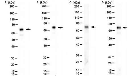 Anti Pot1 Antibody Clone 43b7 Mabe1907 25ug