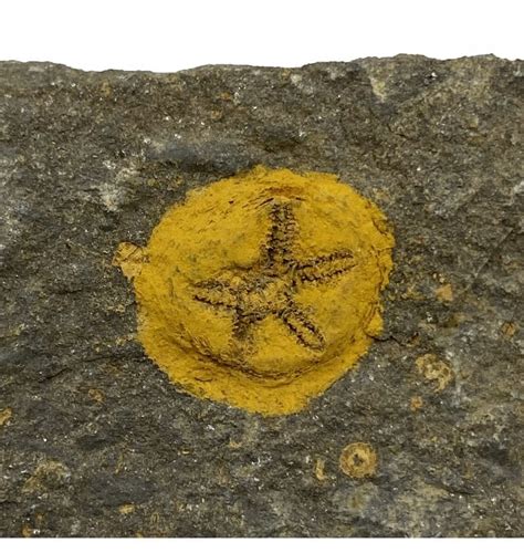 Fossils For Sale Fossils Fossil Primitive Echinoderm From Morocco North Africa Fossils For Sale Fossils Fossil Primitive Echinoderm From Morocco North Africa