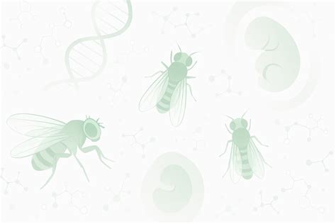 Enhancerpromoter Interactions Become More Instructive In The