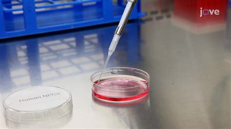 Video A Co Culture Technique For Differentiating Human Neural Progenitor Cells Into Neurons