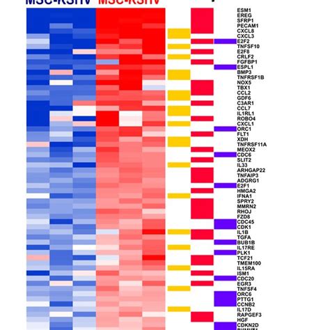 Kshv Infection In Ks Pro Angiogenic Environmental Conditions Reprograms