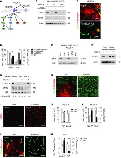Jci Astrocyte Derived Vegf A Drives Blood Brain Barrier Disruption In