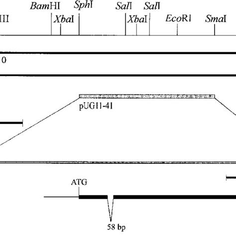 Partial Restriction Enzyme Map Of The Psti Psti Fragment Of The Pmsg10