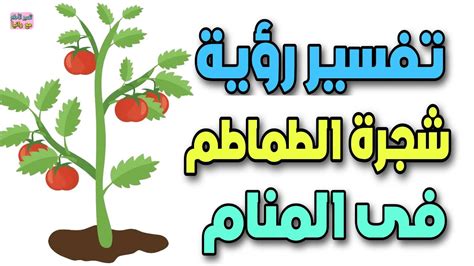 تفسير رؤية شجرة الطماطم فى المنام لابن سيرين Youtube